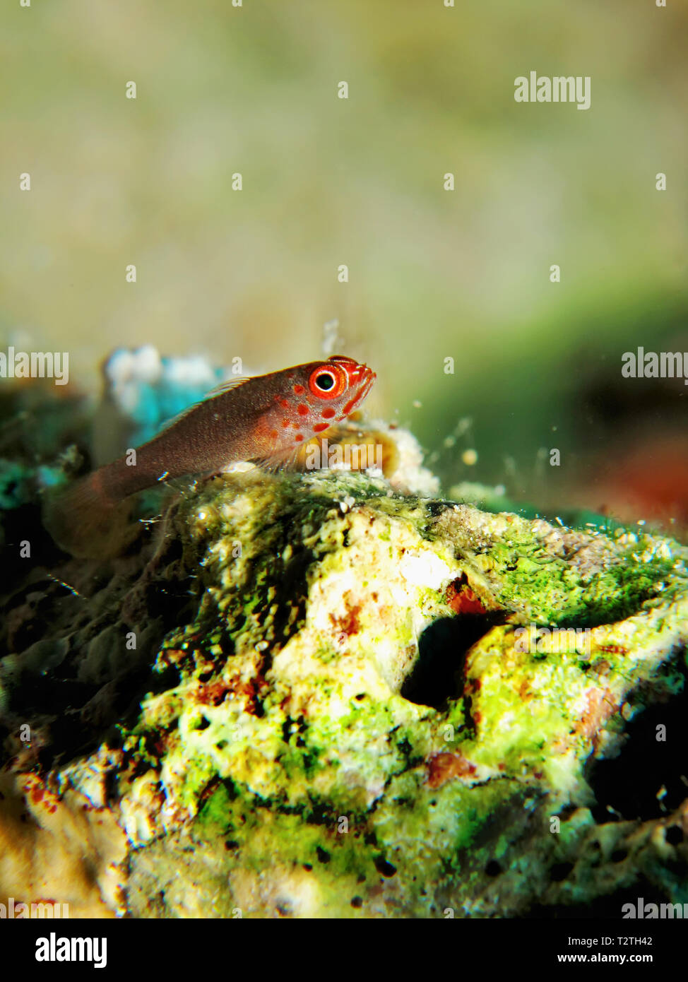 Dwarfgoby hi-res stock photography and images - Alamy