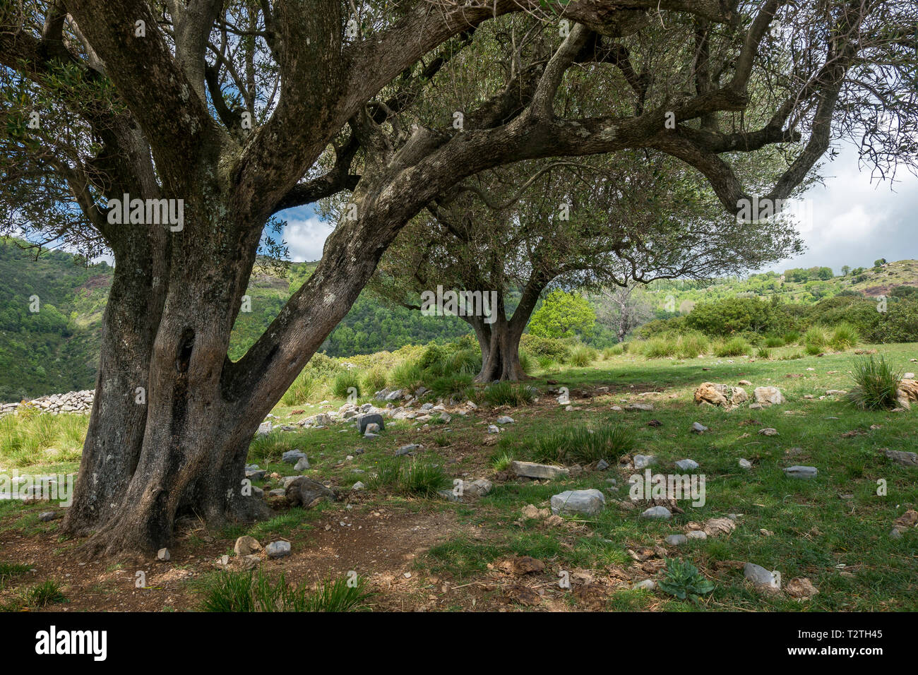 National tree of italy hi-res stock photography and images - Alamy