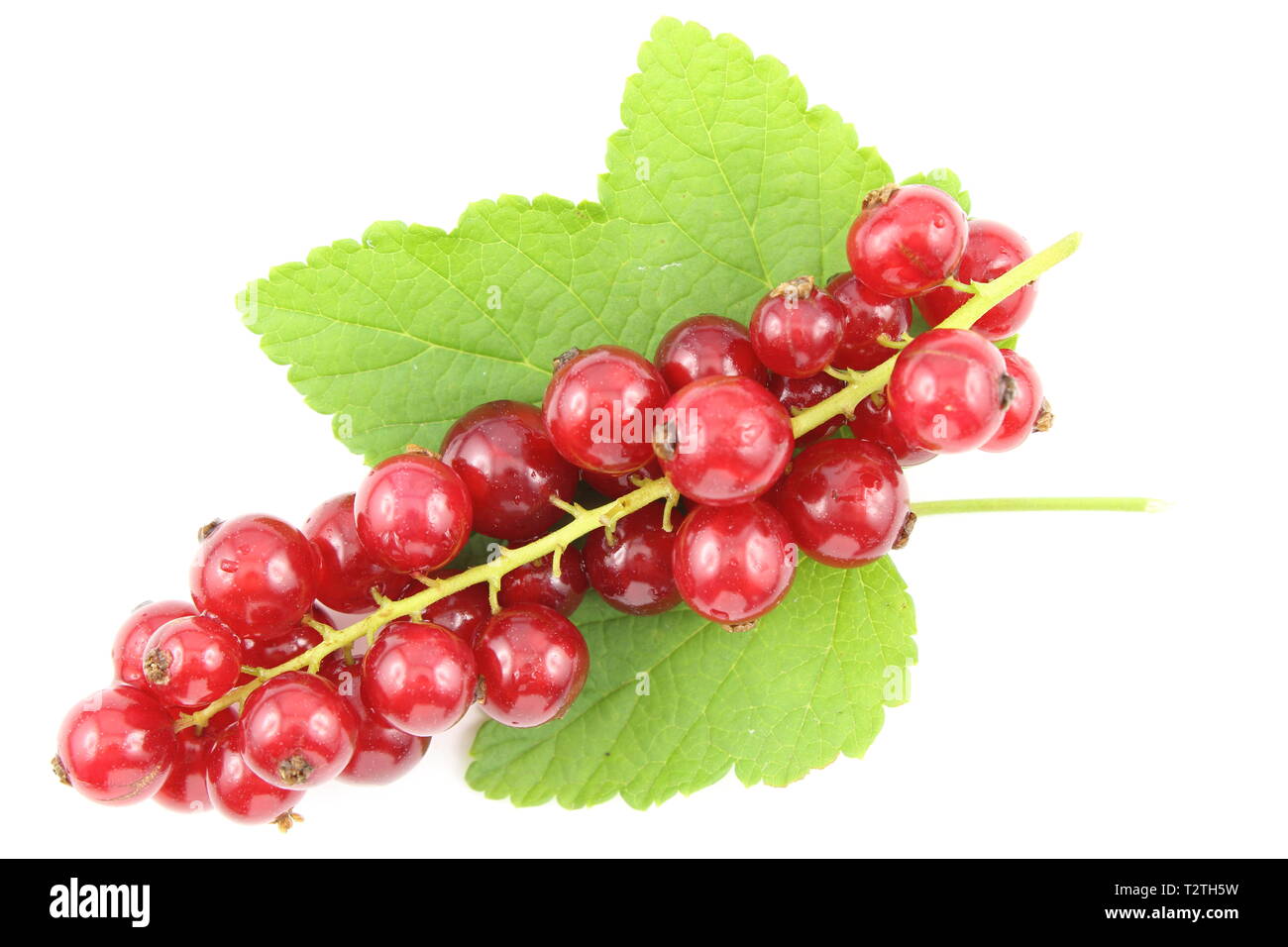 composition of fresh red currant fruits isolated on a white background ...