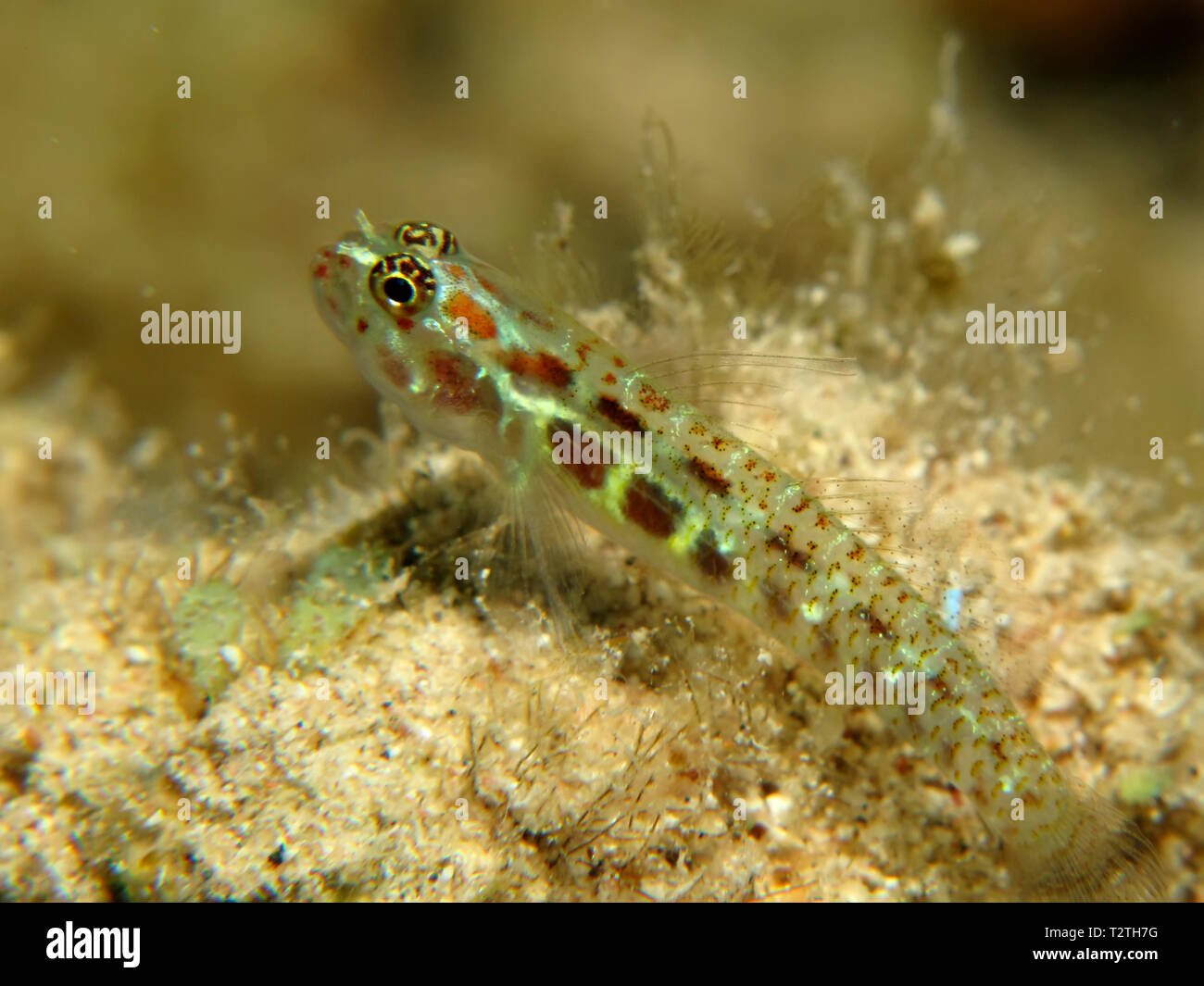 Spotted pygmy goby (Eviota guttata Stock Photo - Alamy