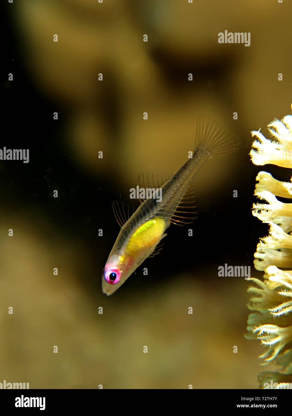 Pink eye goby in the Red Sea (Bryaninops natans Stock Photo - Alamy