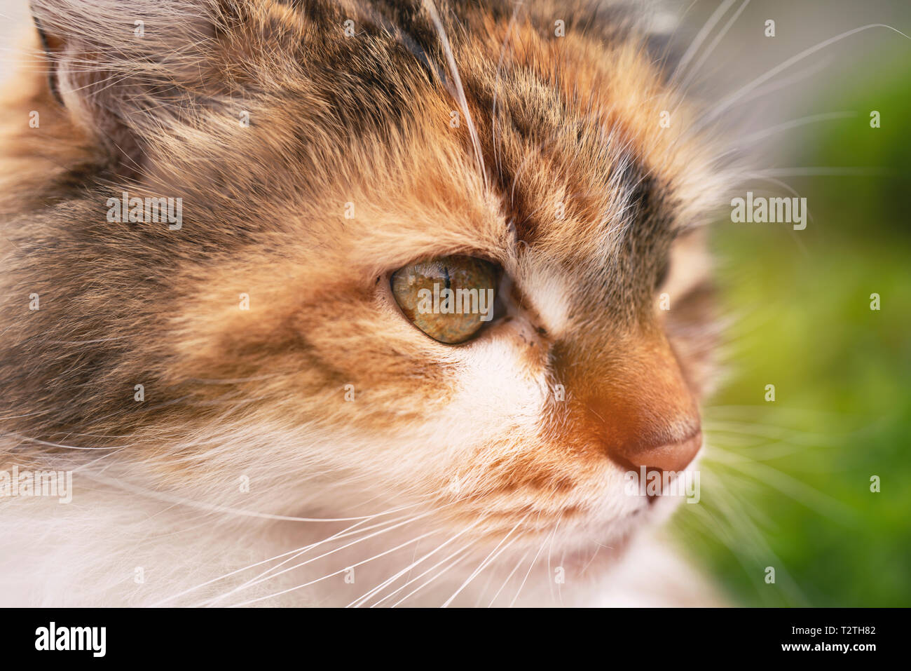 cat close up portrait looking Stock Photo - Alamy