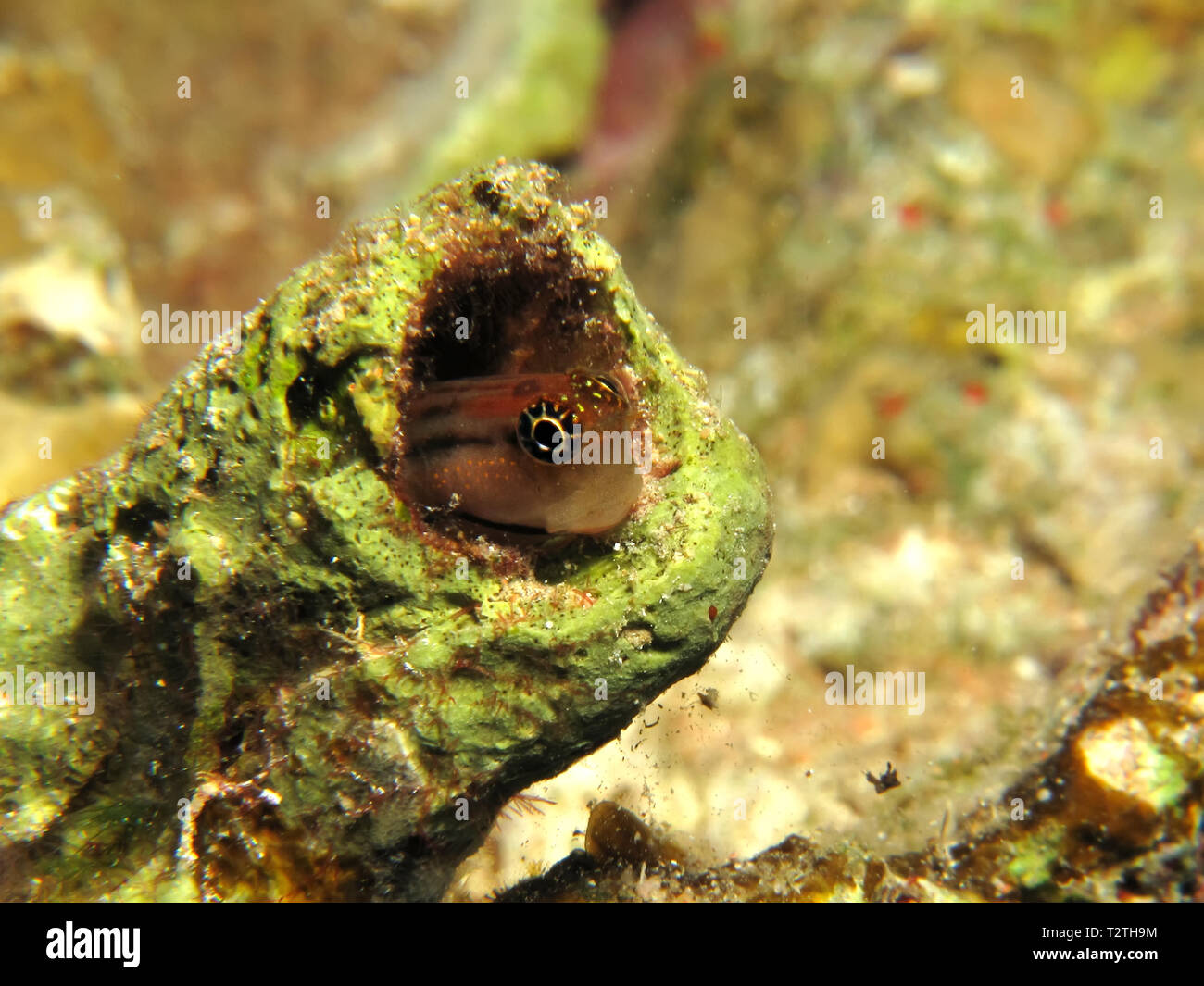 Red Sea combtooth blenny. (Ecsenius dentex Stock Photo - Alamy