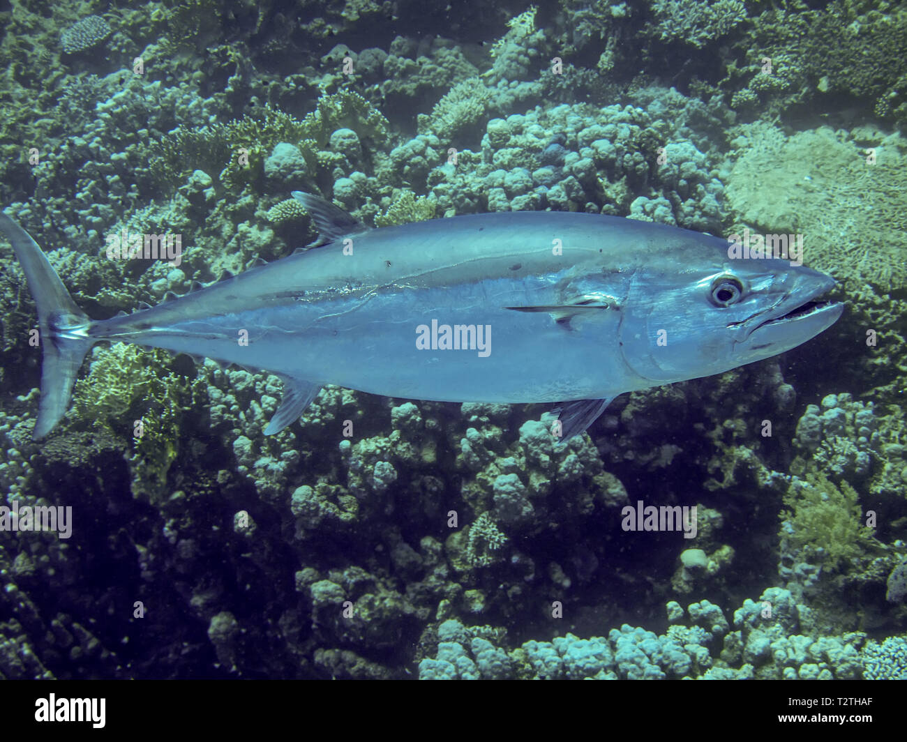 Dogtooth Tuna (Gymnosarda unicolor)Taking in Red Sea, Egypt Stock Photo ...