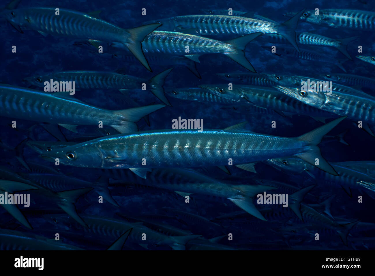 Great barracuda (Sphyraena barracuda). Taking in Red Sea, Egypt Stock ...