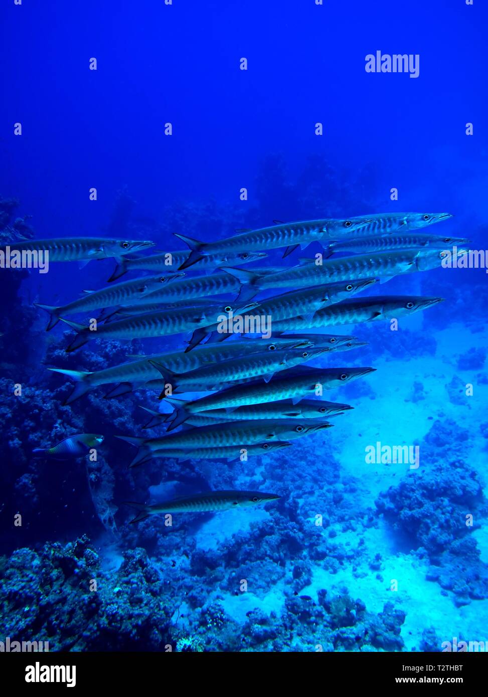 Great barracuda (Sphyraena barracuda). Taking in Red Sea, Egypt Stock ...