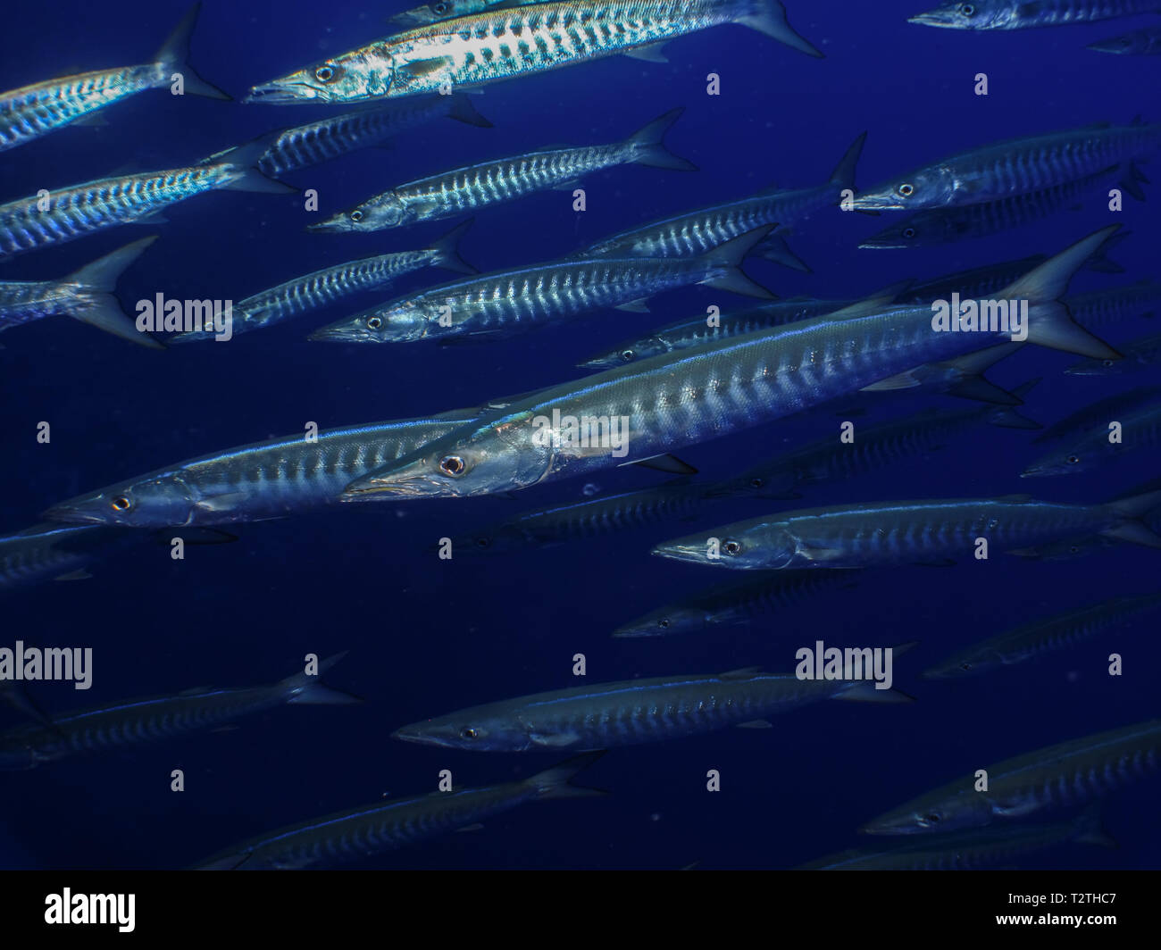 Great barracuda (Sphyraena barracuda). Taking in Red Sea, Egypt Stock ...