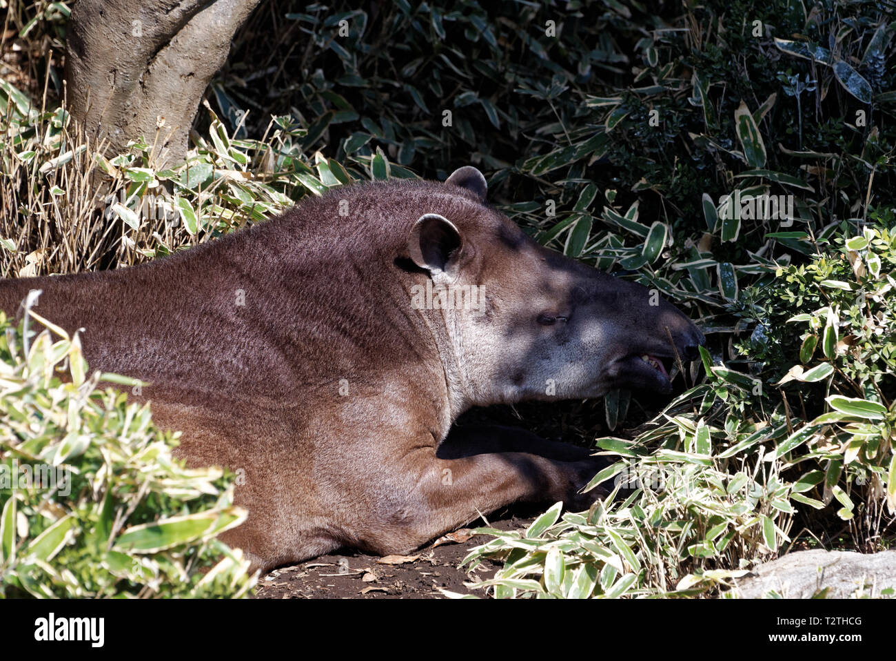 South American tapir (Tapirus terrestris) is one of the five species in ...