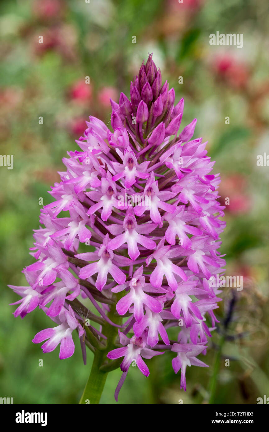 Orchis pyramidalis hi-res stock photography and images - Alamy