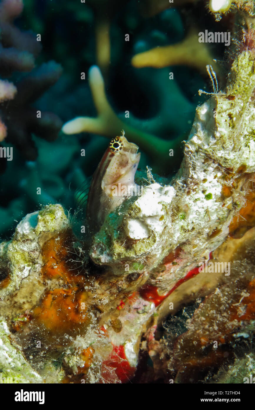 Red Sea combtooth blenny. (Ecsenius dentex Stock Photo - Alamy