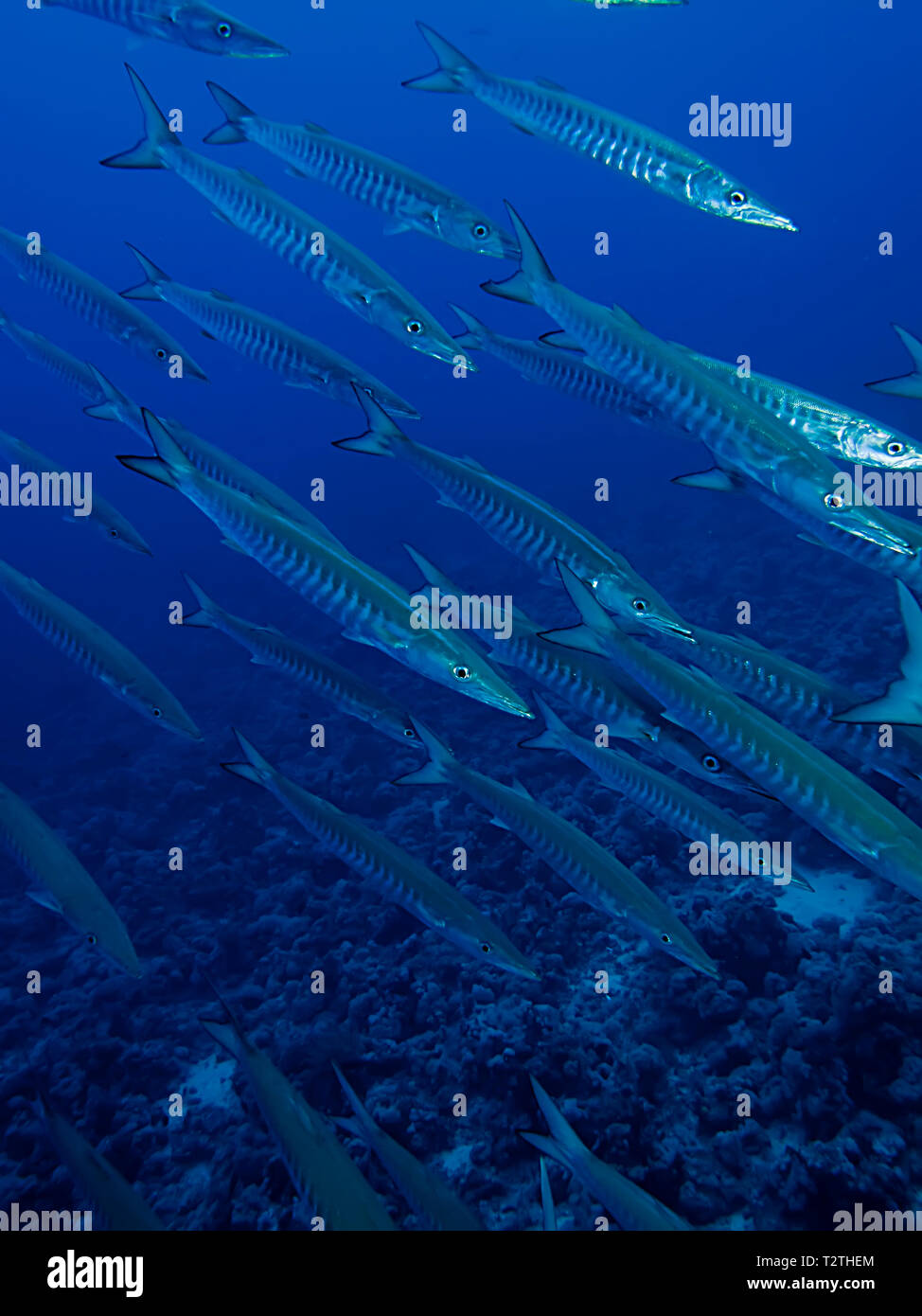 Great barracuda (Sphyraena barracuda). Taking in Red Sea, Egypt Stock ...