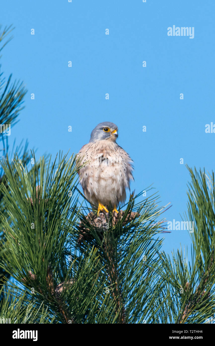 Female Kestrel Feather Pattern High Resolution Stock Photography and ...