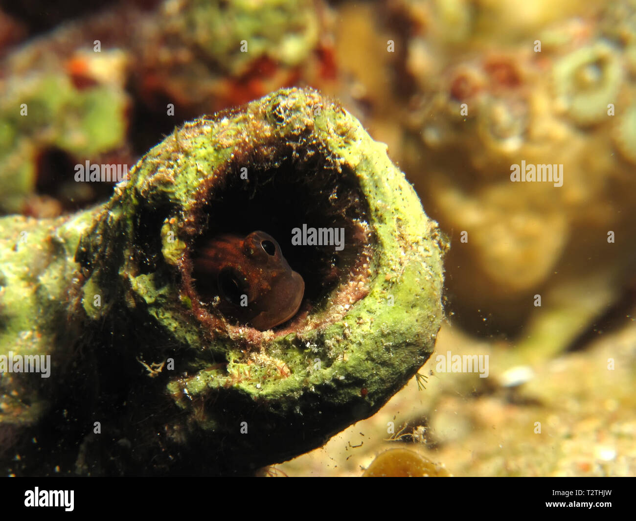 Red Sea combtooth blenny. (Ecsenius dentex Stock Photo - Alamy