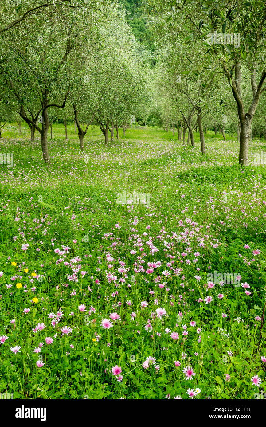 Wildflowers pink hawksbeard crepis rubra hi-res stock photography and ...