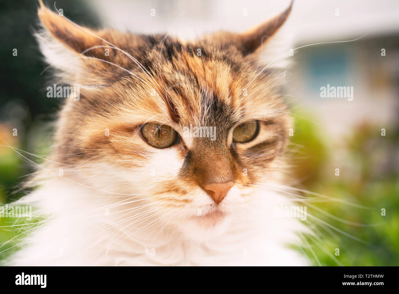 cat close up portrait looking Stock Photo - Alamy