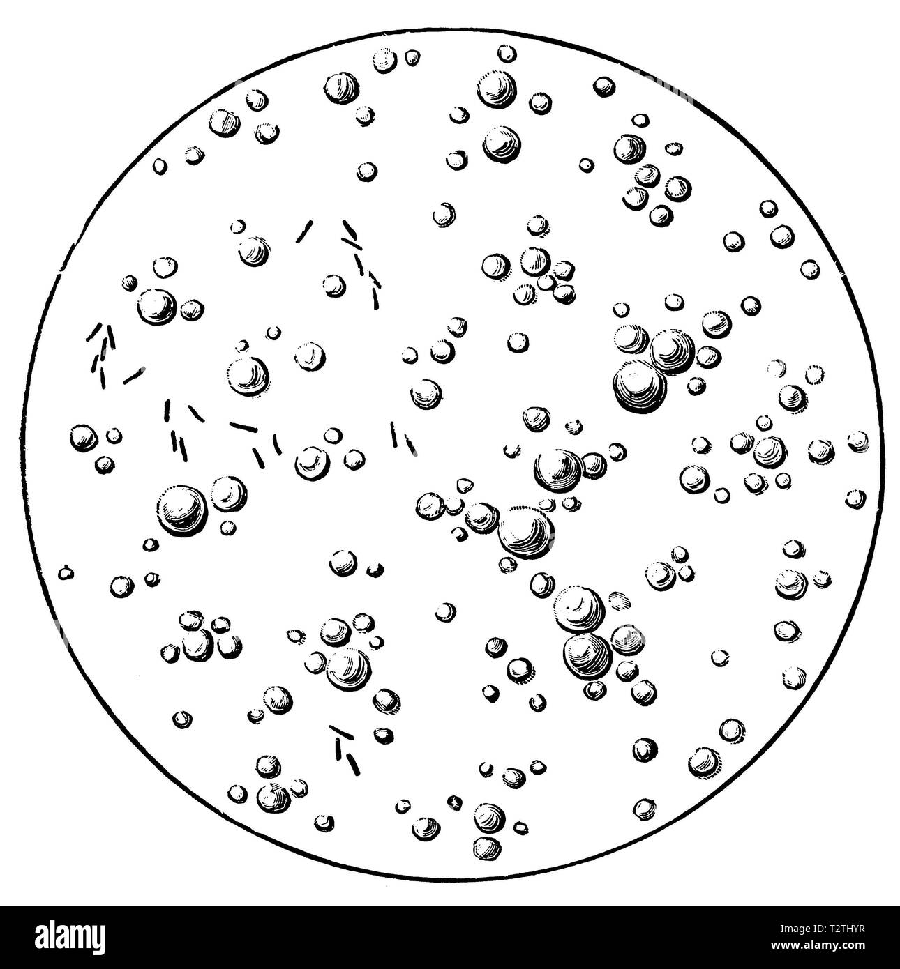 Tubercle bacilli in cow's milk;Tubercle bacteria in cow's milk, 1905 ...
