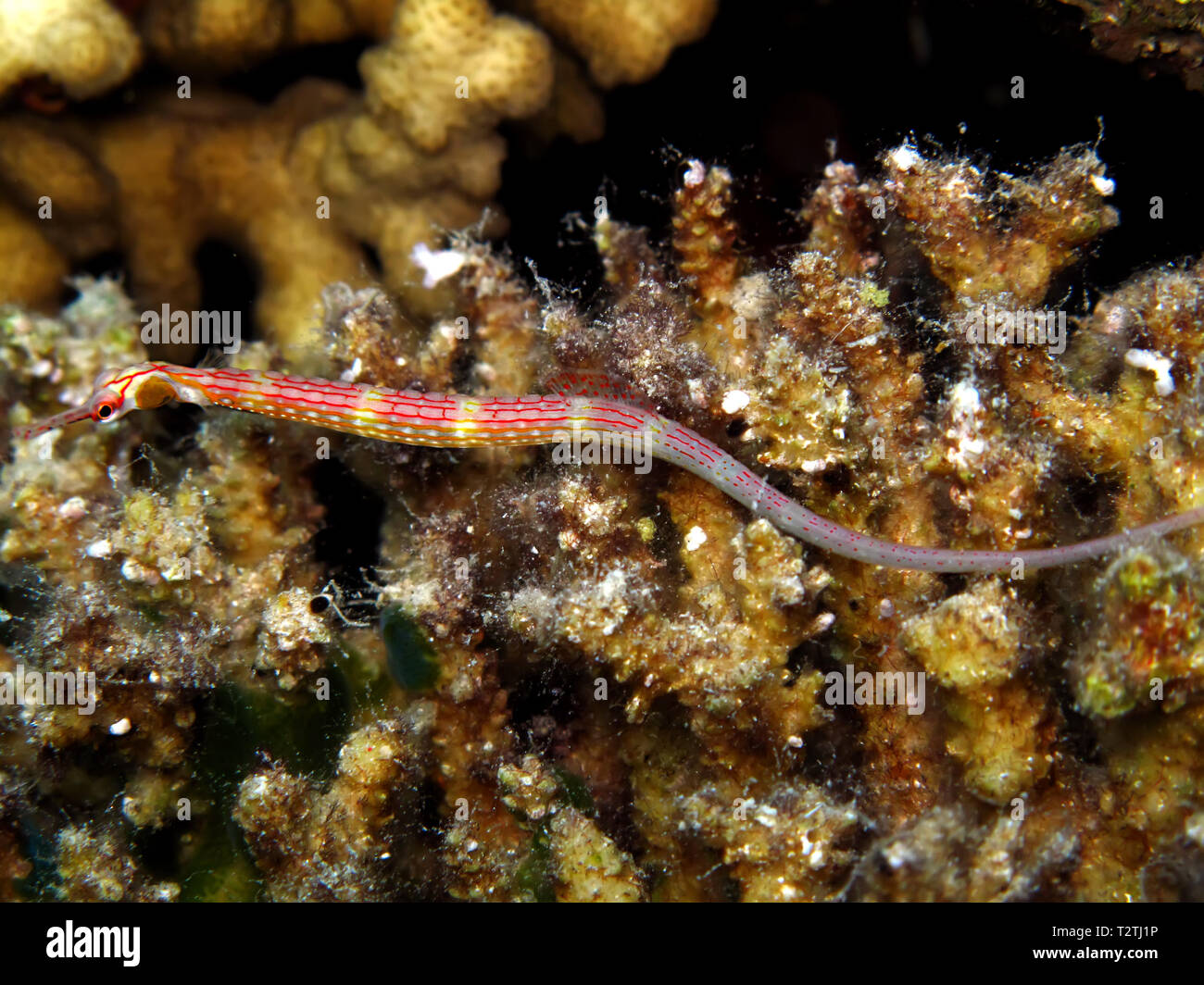 Red Sea Pipefish (Corythoichthys sp) Taking in Red Sea, Egypt Stock ...