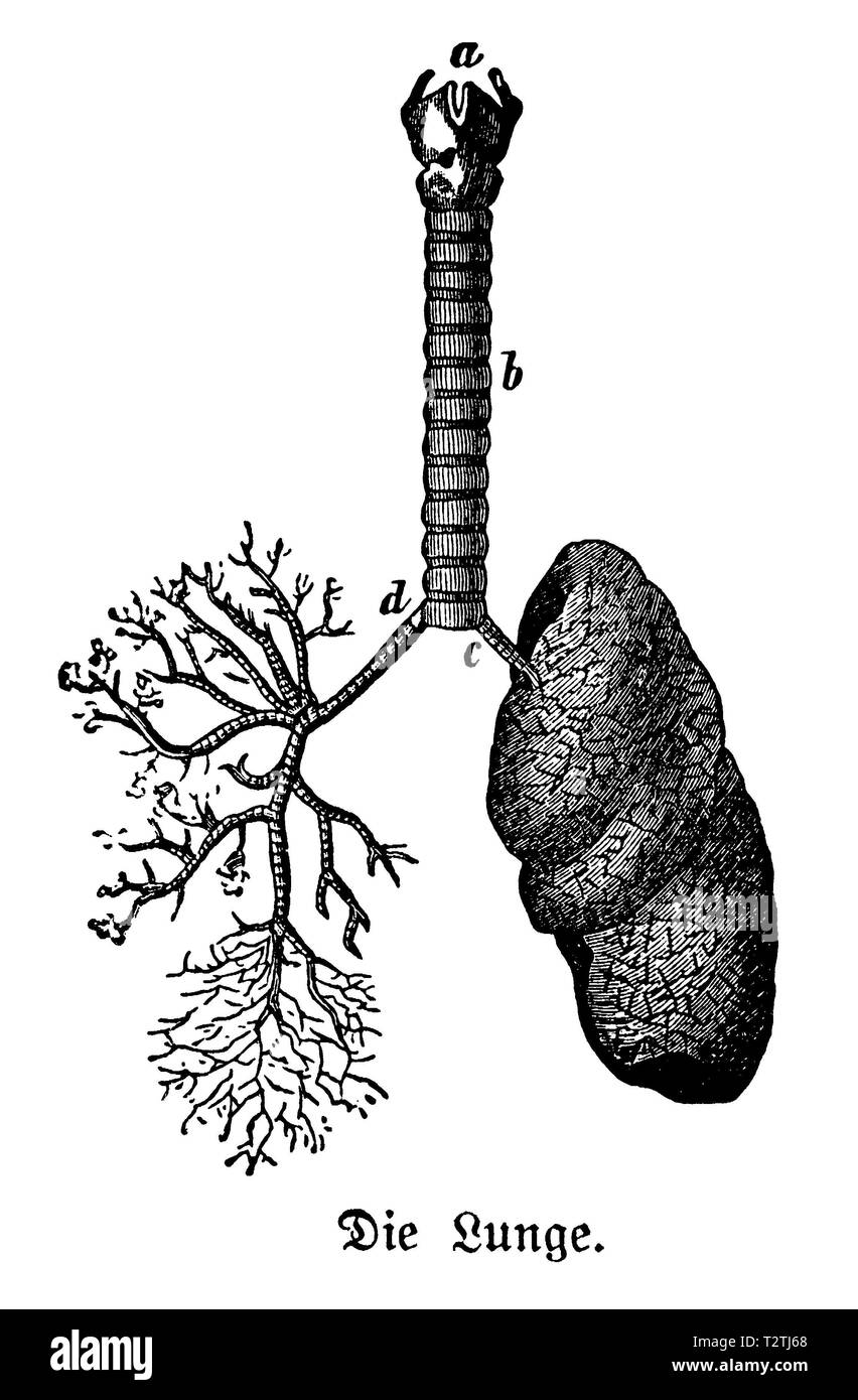 Lunge anatomie hi-res stock photography and images - Alamy