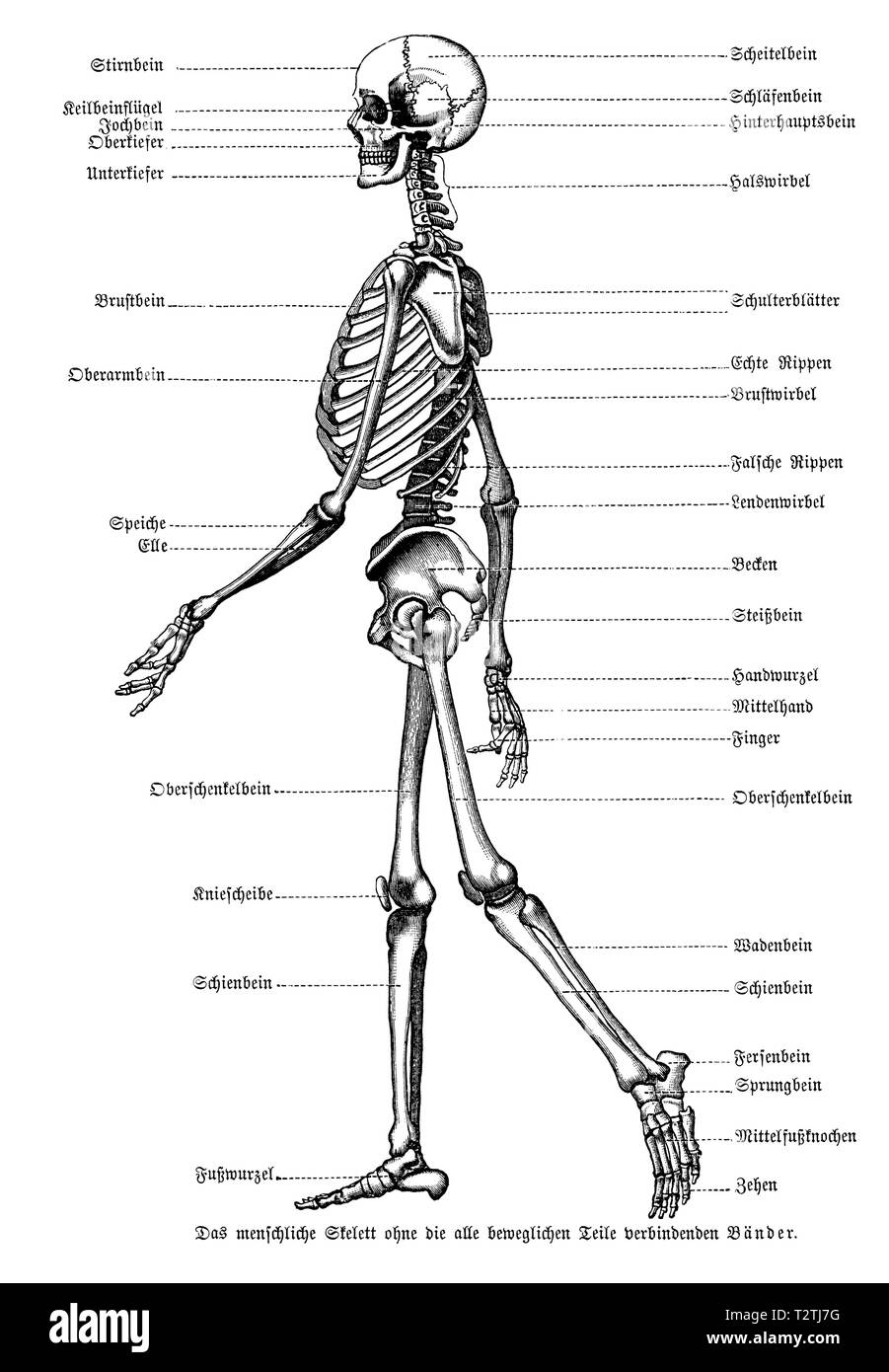 Anatomie squelette hi-res stock photography and images - Alamy