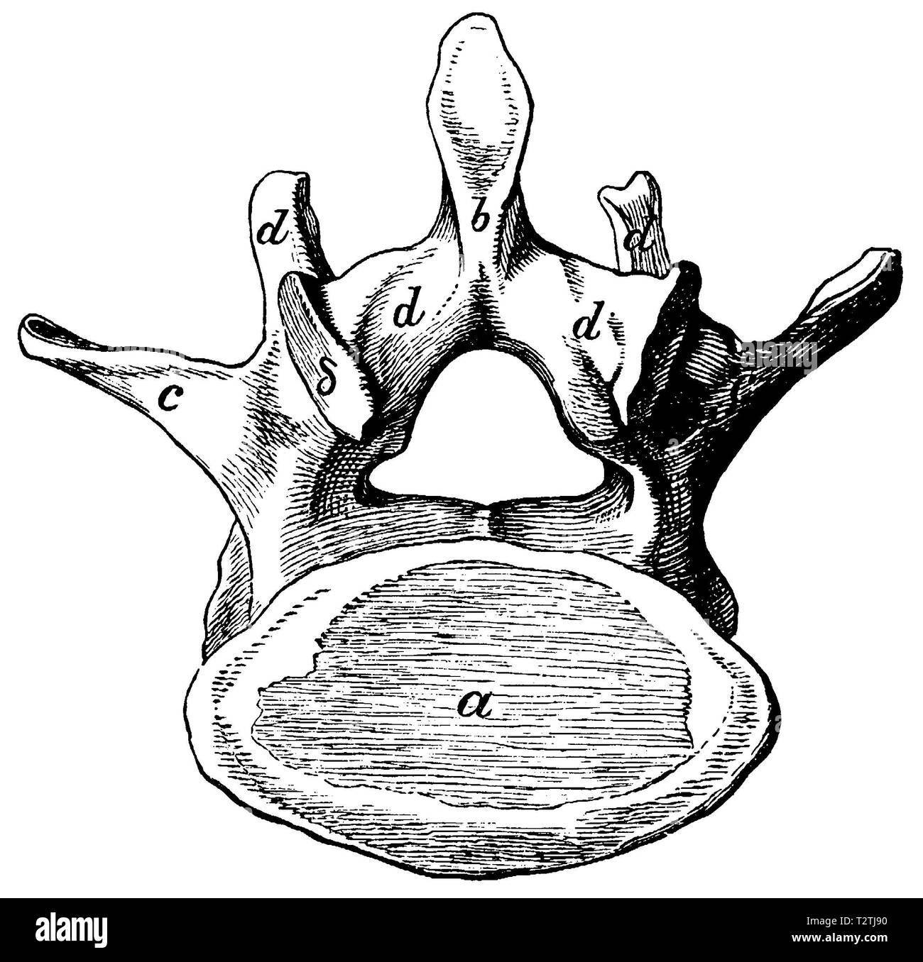 Human: Lumbar vertebrae, seen from above, anonym Stock Photo - Alamy