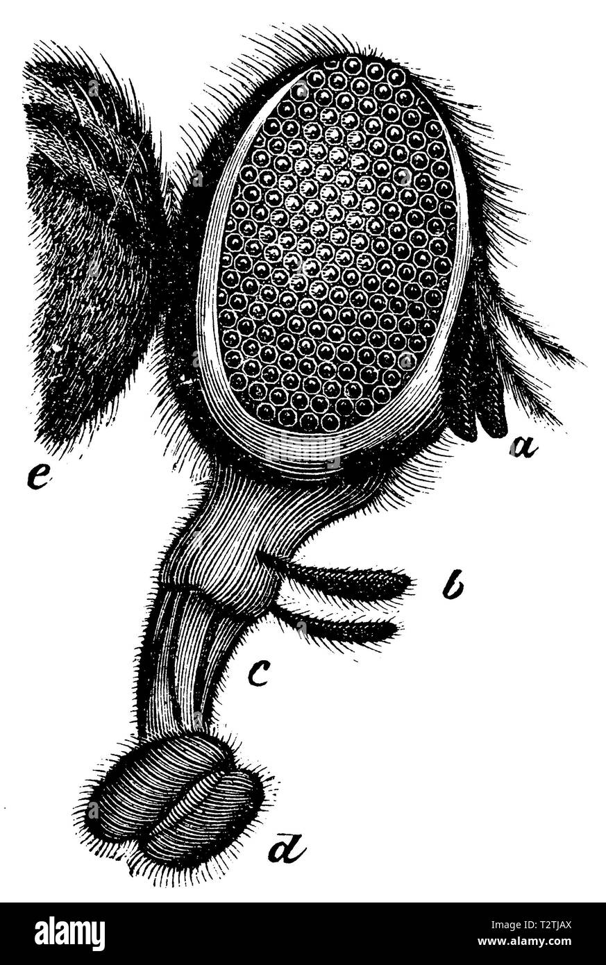 Insekten d Cut Out Stock Images & Pictures - Alamy