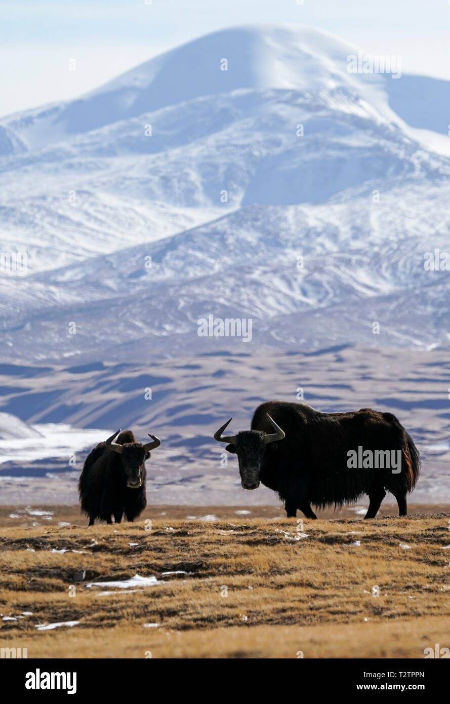 Urumqi. 31st Mar, 2019. Wild yaks are seen in the Altun Mountains National Nature Reserve in ...