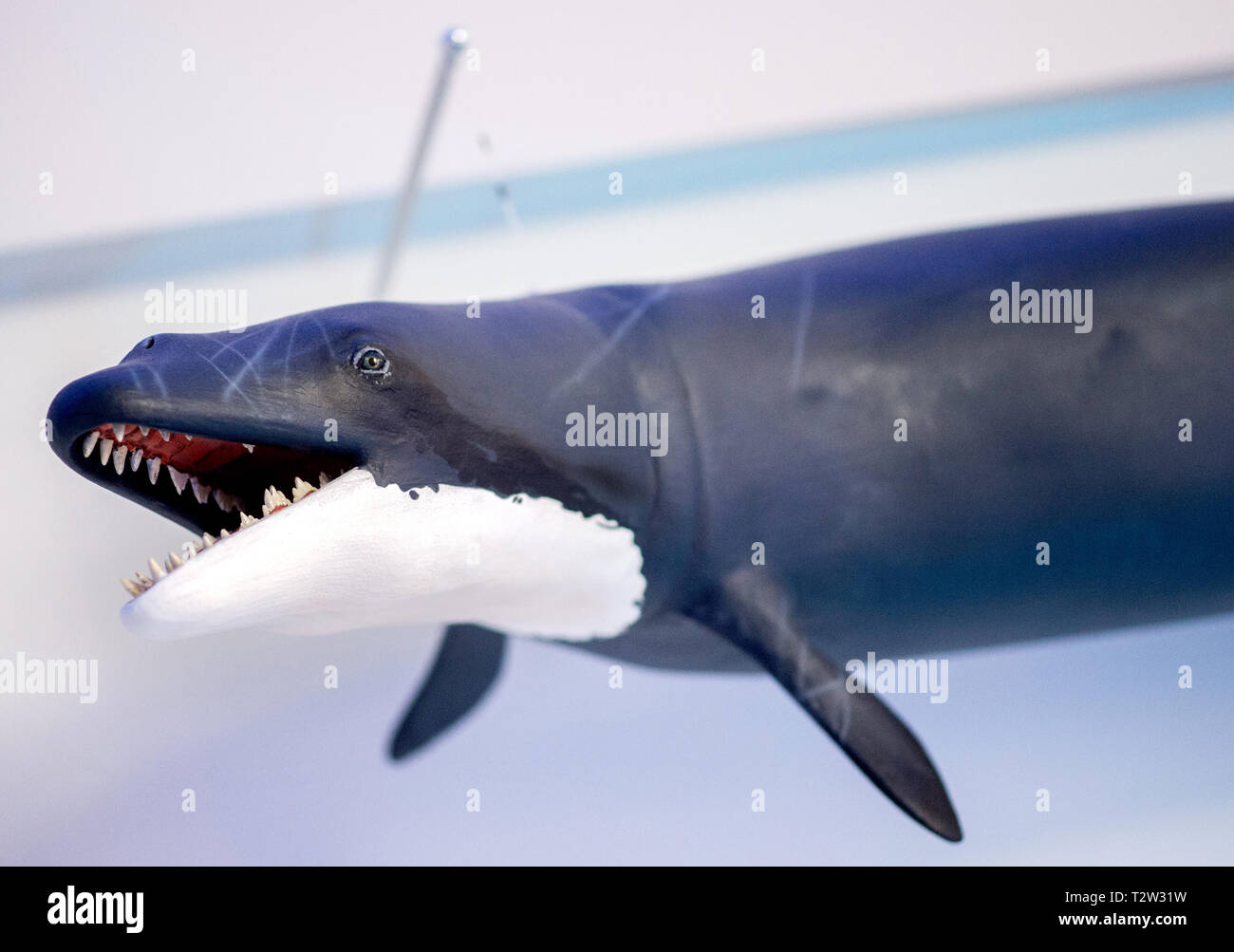 Norddeich, Germany. 04th Apr, 2019. The model of a Basilosaurus on a ...