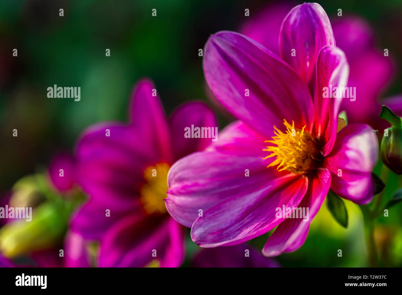 fully bloom seasonal flowers in field Stock Photo - Alamy