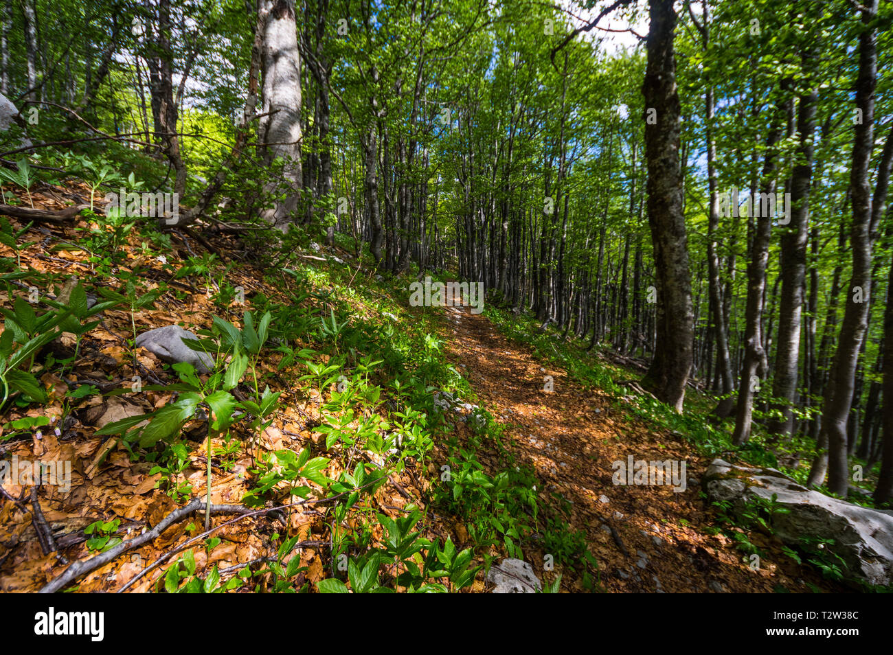 National park Sjeverni Velebit. One of the most beautiful parts of ...