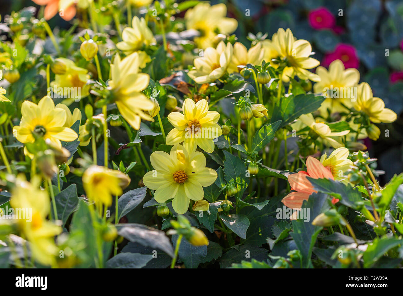 fully bloom seasonal flowers in field Stock Photo - Alamy