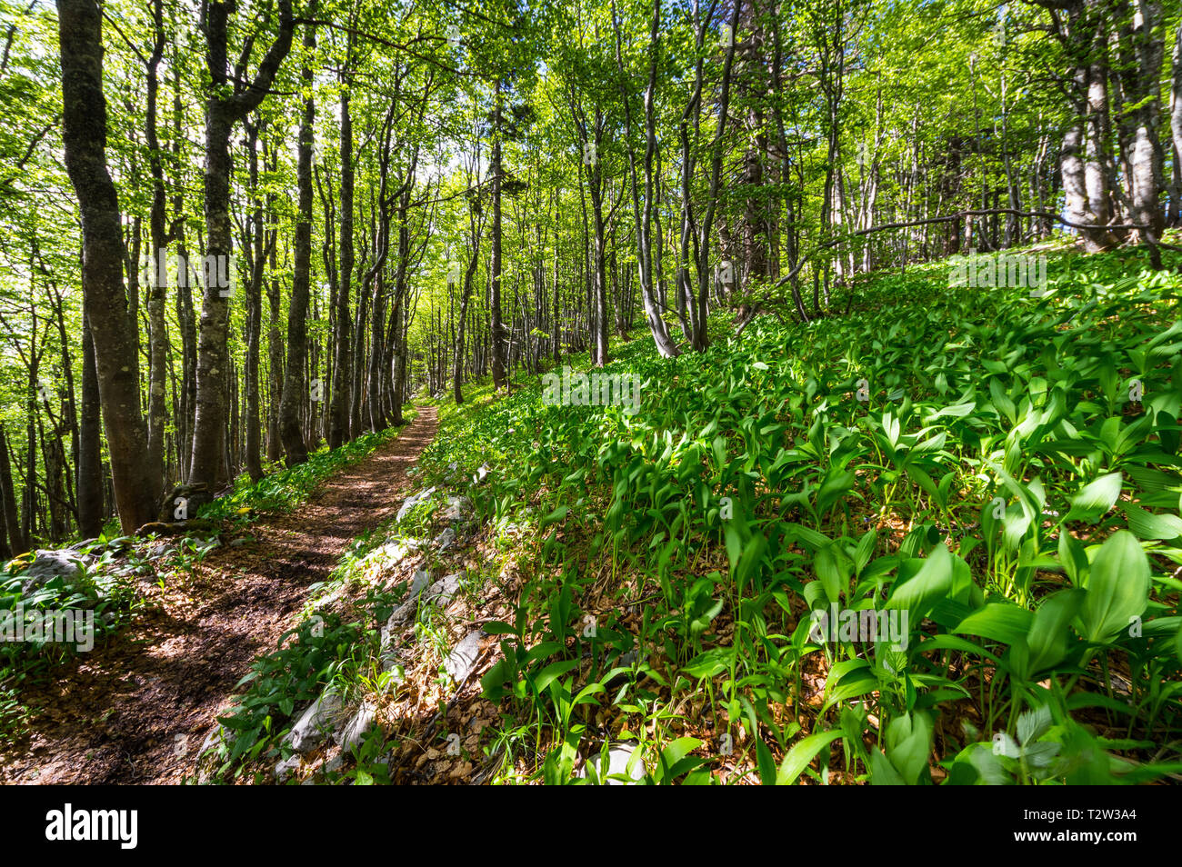 National park Sjeverni Velebit. One of the most beautiful parts of ...