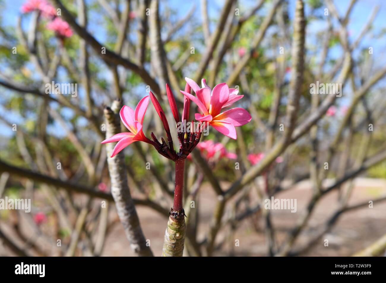 Magnolia tree in flower on Azura Quilalea Private Island, Quirimbas ...