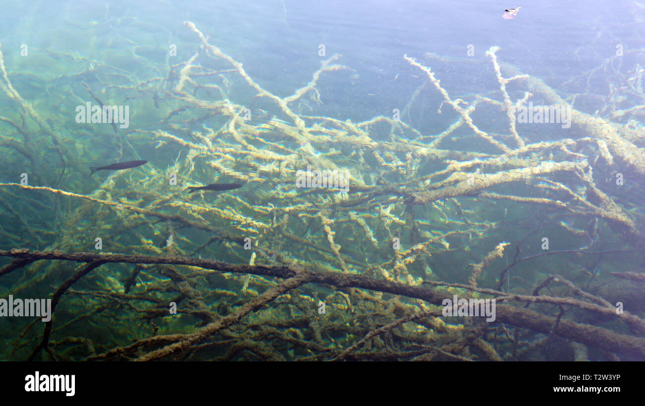 Underwater snag tree hi-res stock photography and images - Alamy