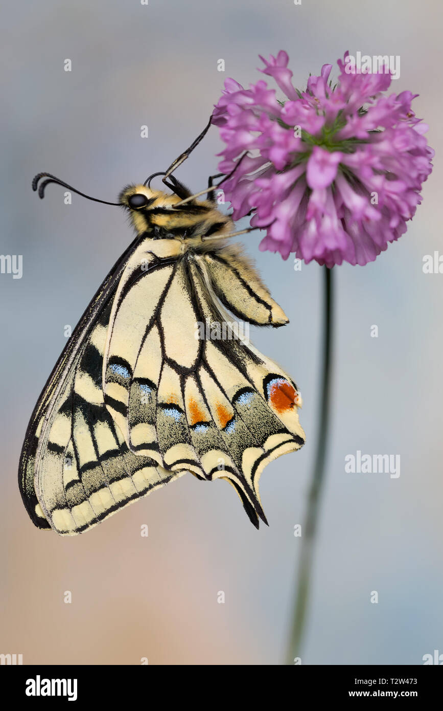 Spectacular portrait of Swallowtail butterfly (Papilio machaon Stock ...