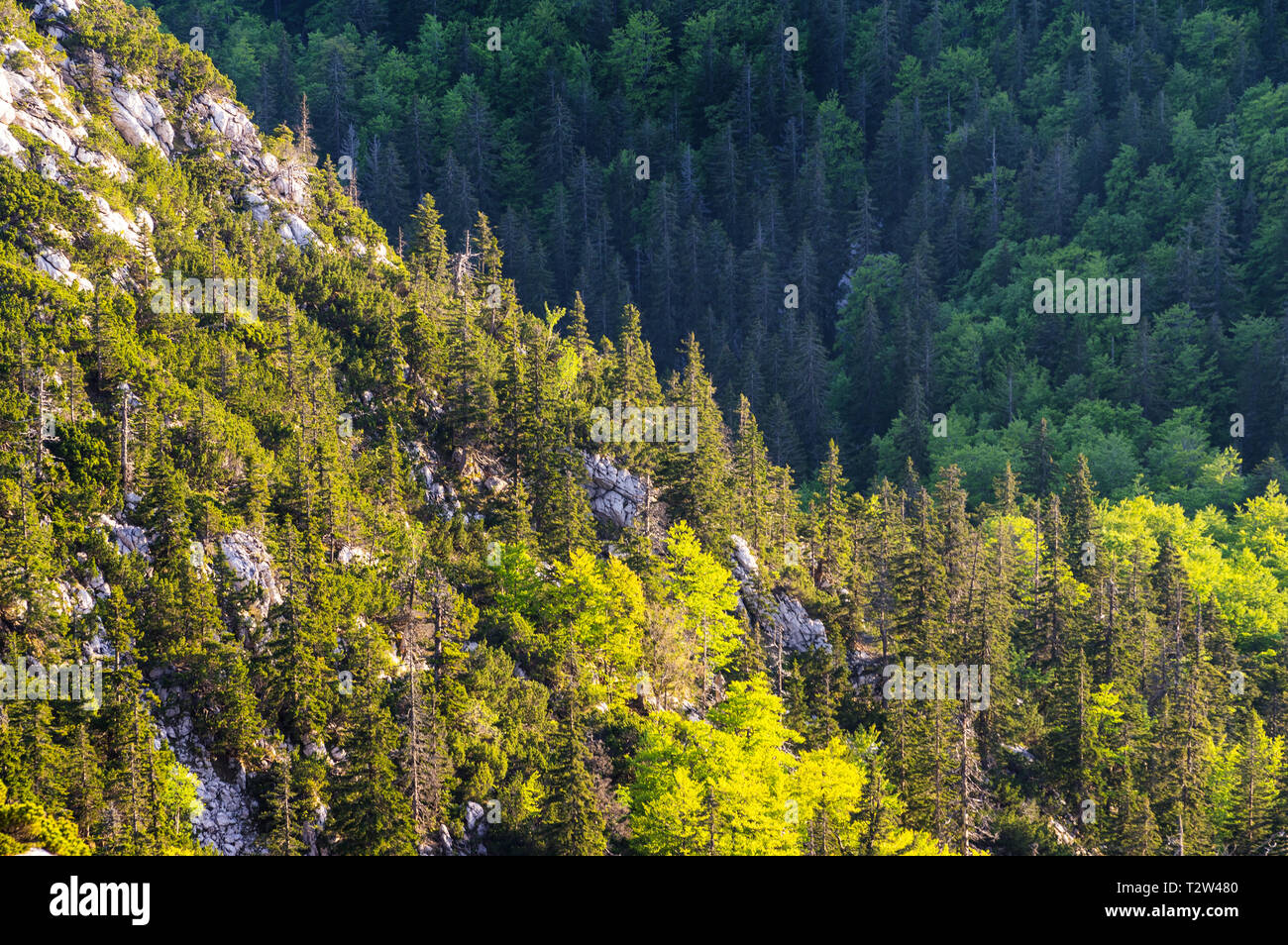 National park Sjeverni Velebit. One of the most beautiful parts of ...