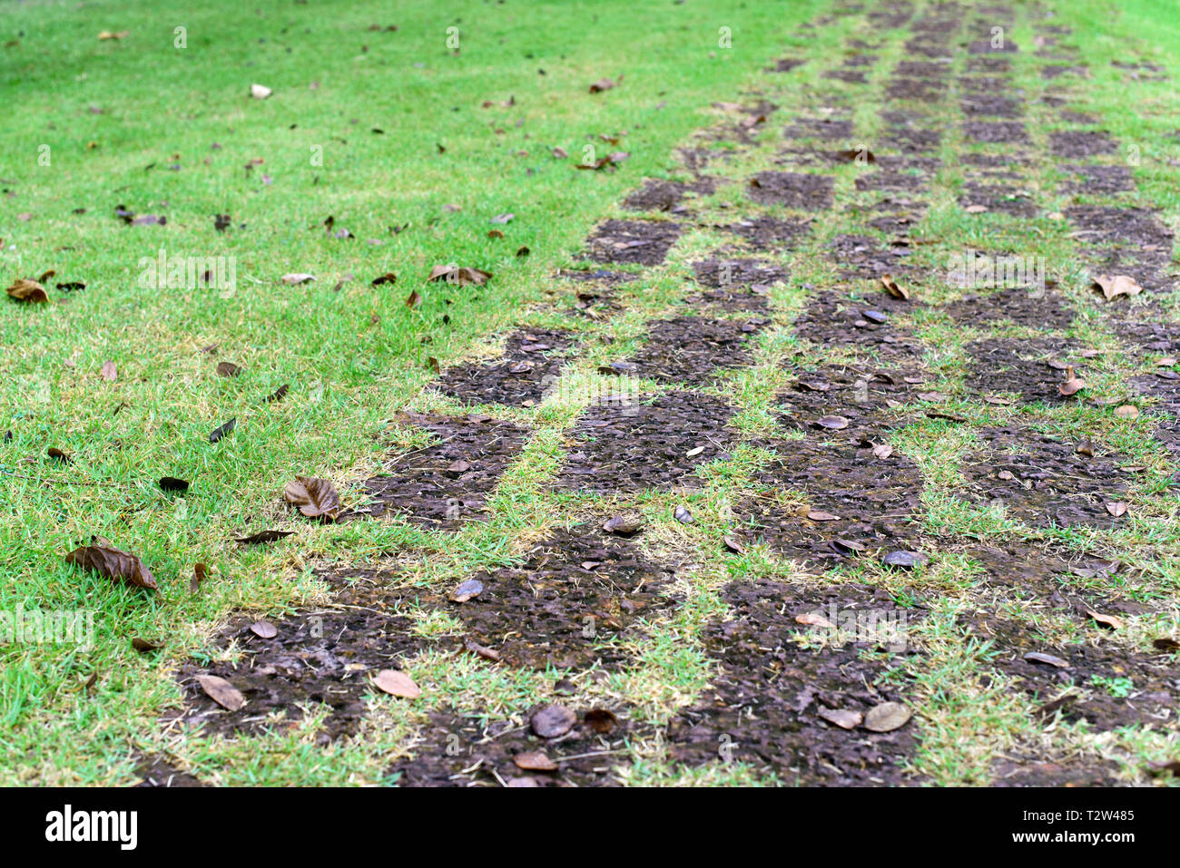 The stone block walk path with green grass in it. Walk path in summer ...