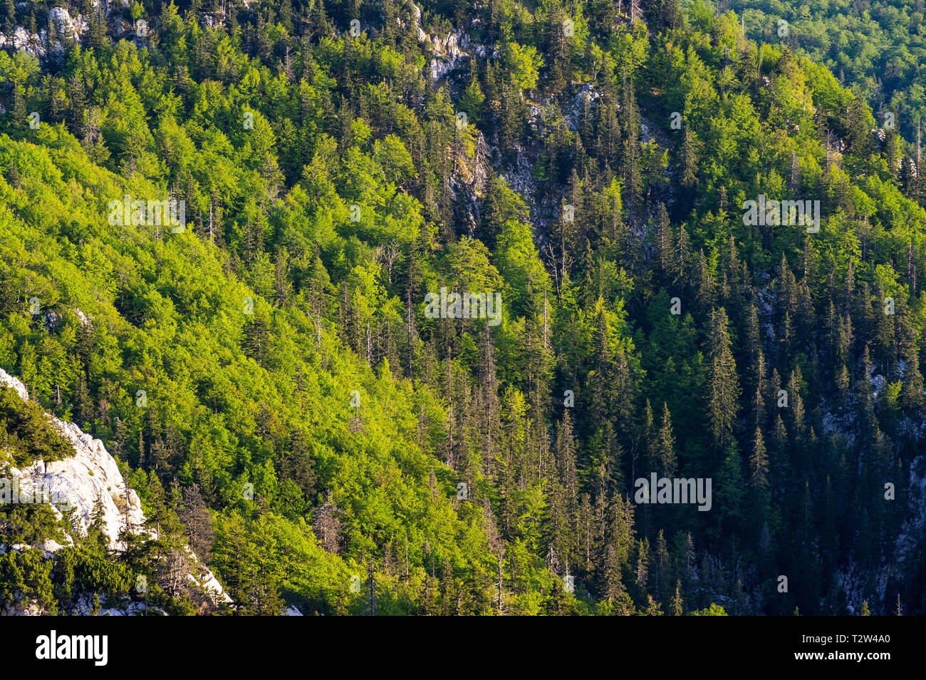 National park Sjeverni Velebit. One of the most beautiful parts of ...