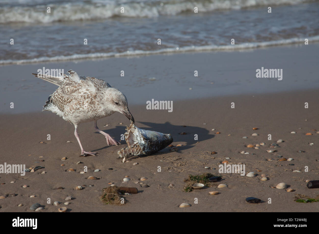 Seagull eating fish hi-res stock photography and images - Alamy