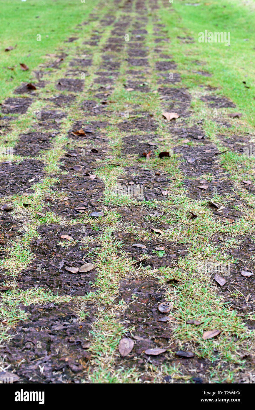 The stone block walk path with green grass in it. Walk path in summer ...