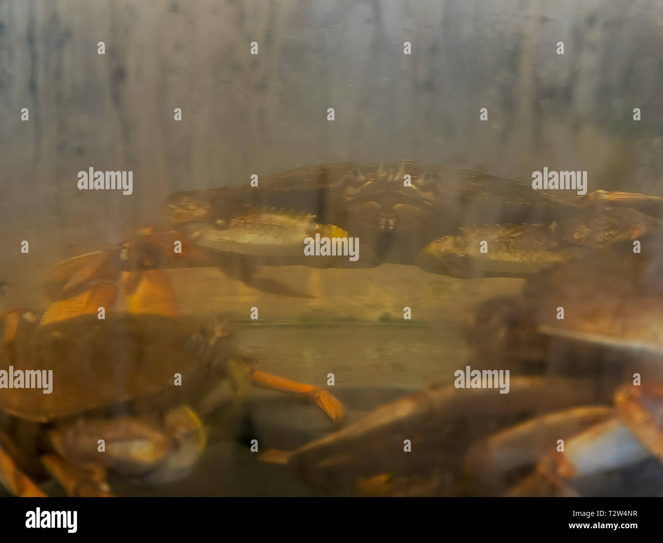 Dungeness crabs alive hi-res stock photography and images - Alamy