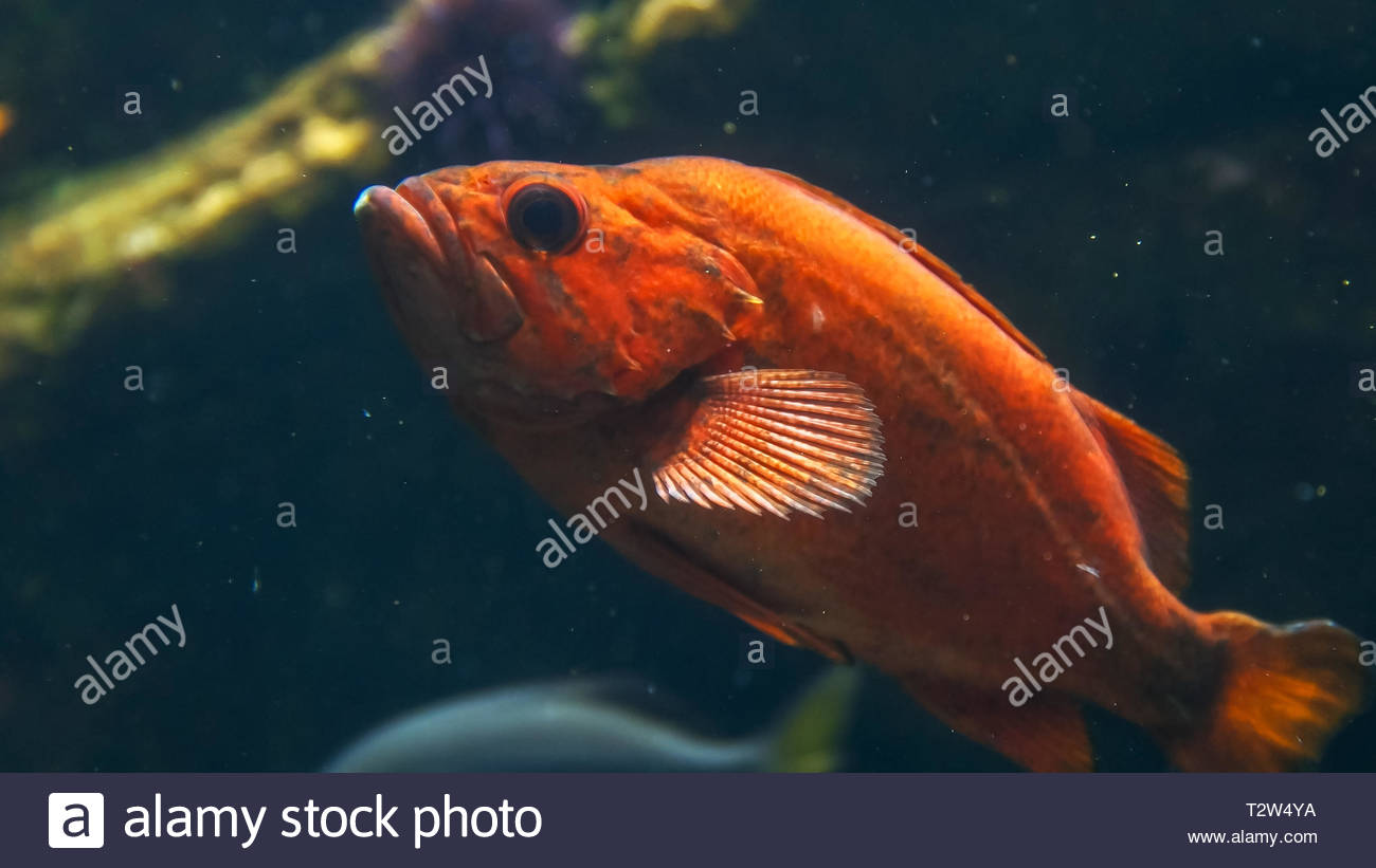 Rock Cod Stock Photos & Rock Cod Stock Images - Alamy