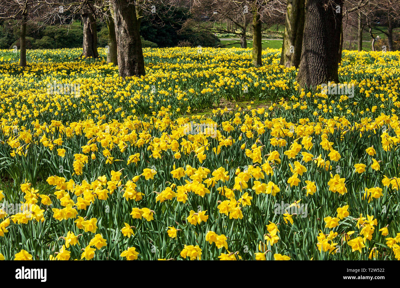 Field of daffodils Stock Photo - Alamy