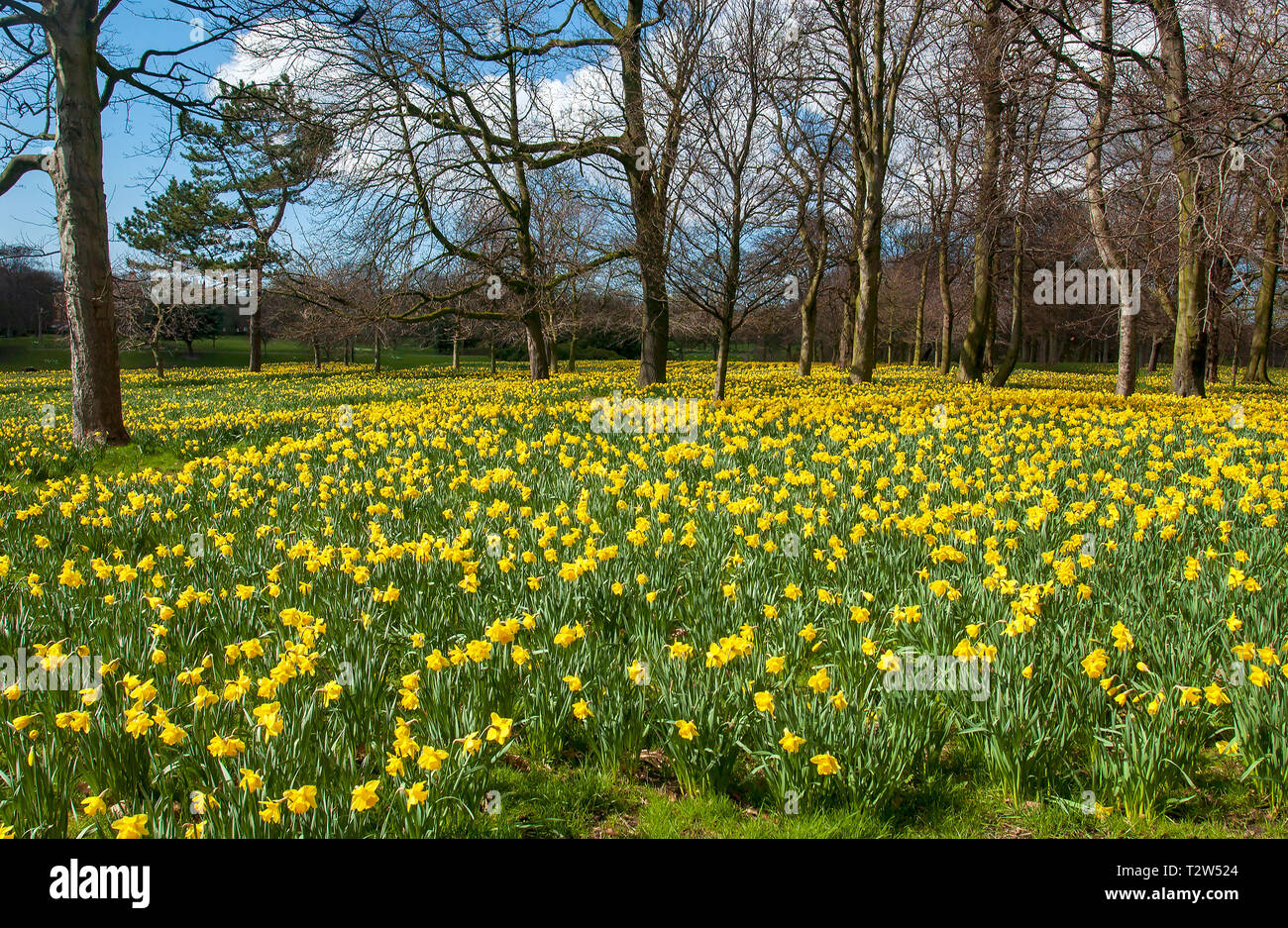 Field of daffodils Stock Photo - Alamy