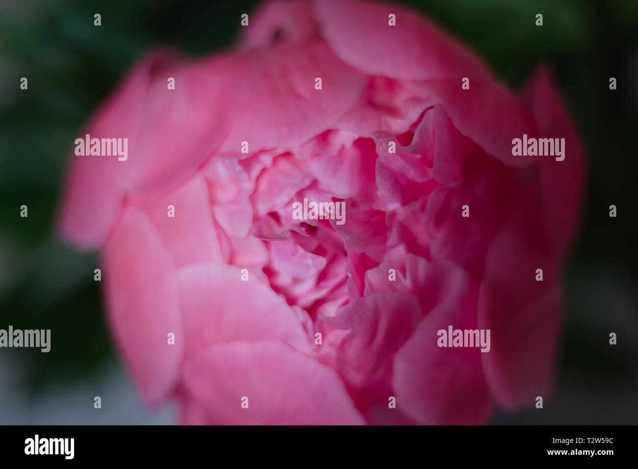 Closed peony hi-res stock photography and images - Alamy