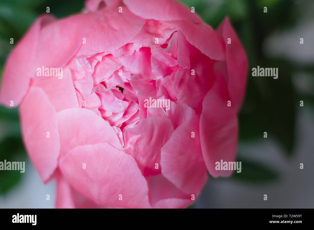 Bouquet lot peonies close hi-res stock photography and images - Alamy
