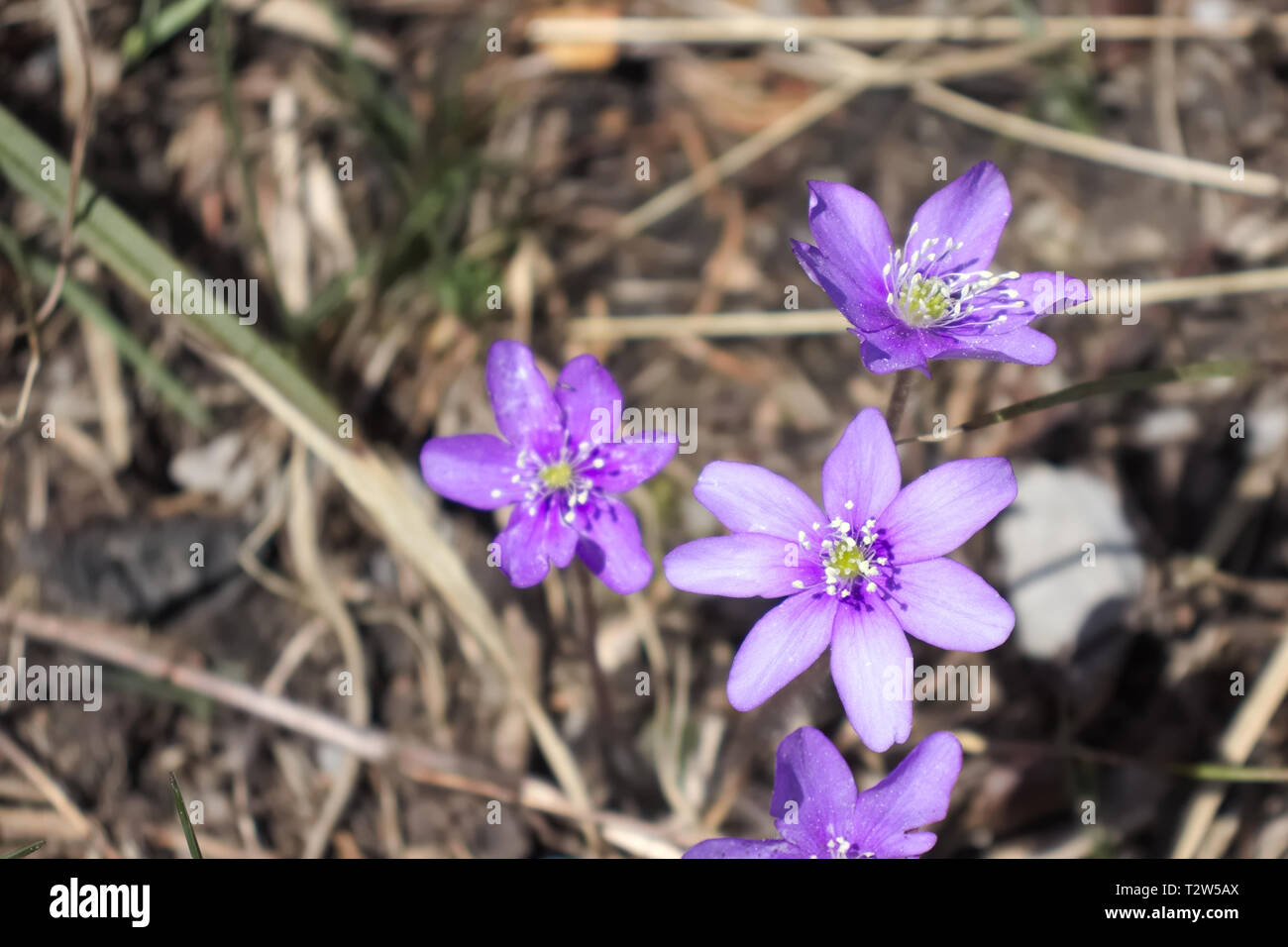 Violet spring flower (Hepatica Nobilis) blooming Stock Photo - Alamy