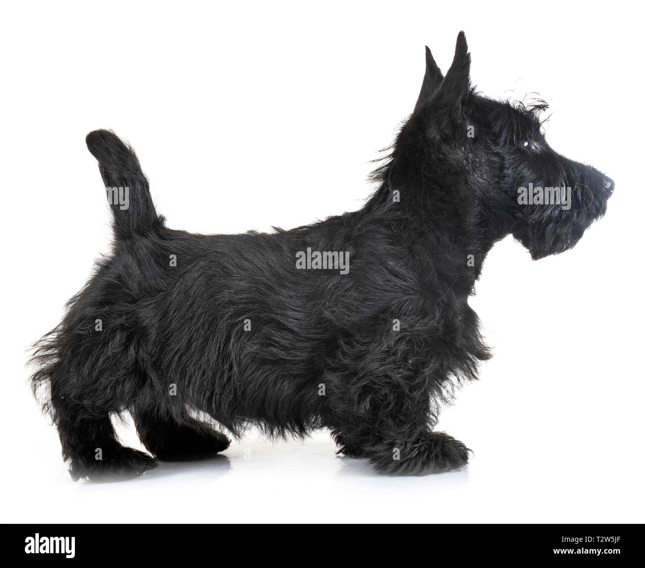 puppy scottish terrier in front of white background Stock Photo - Alamy