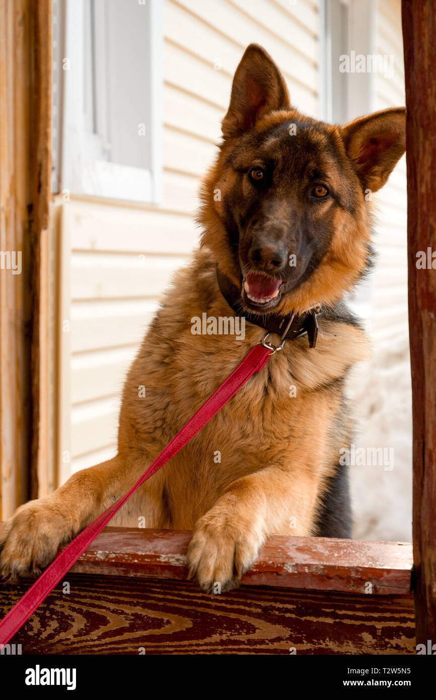 portrait of beautiful young dog shepherd Stock Photo - Alamy