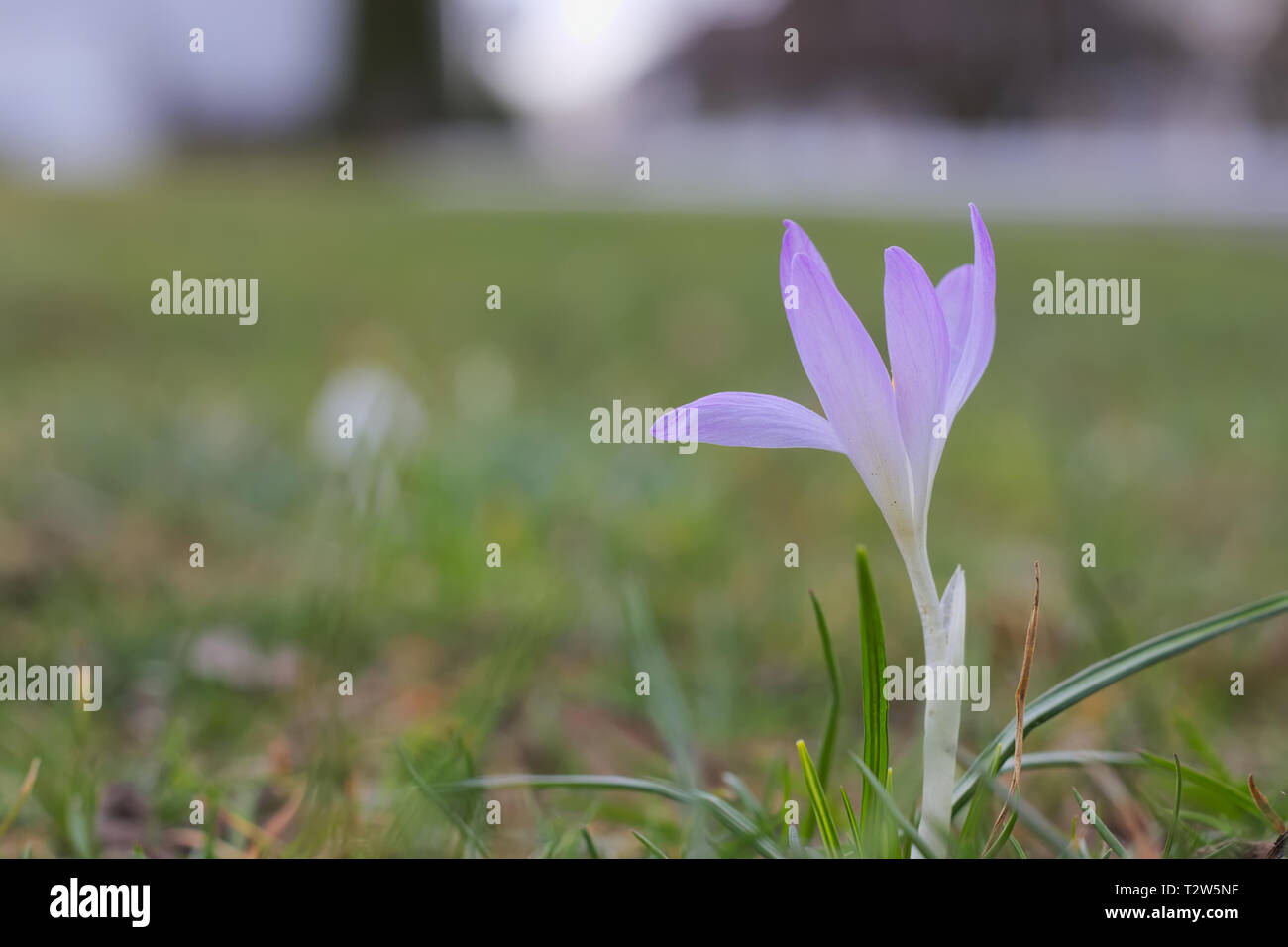 Single crocus growing in green grass Stock Photo - Alamy