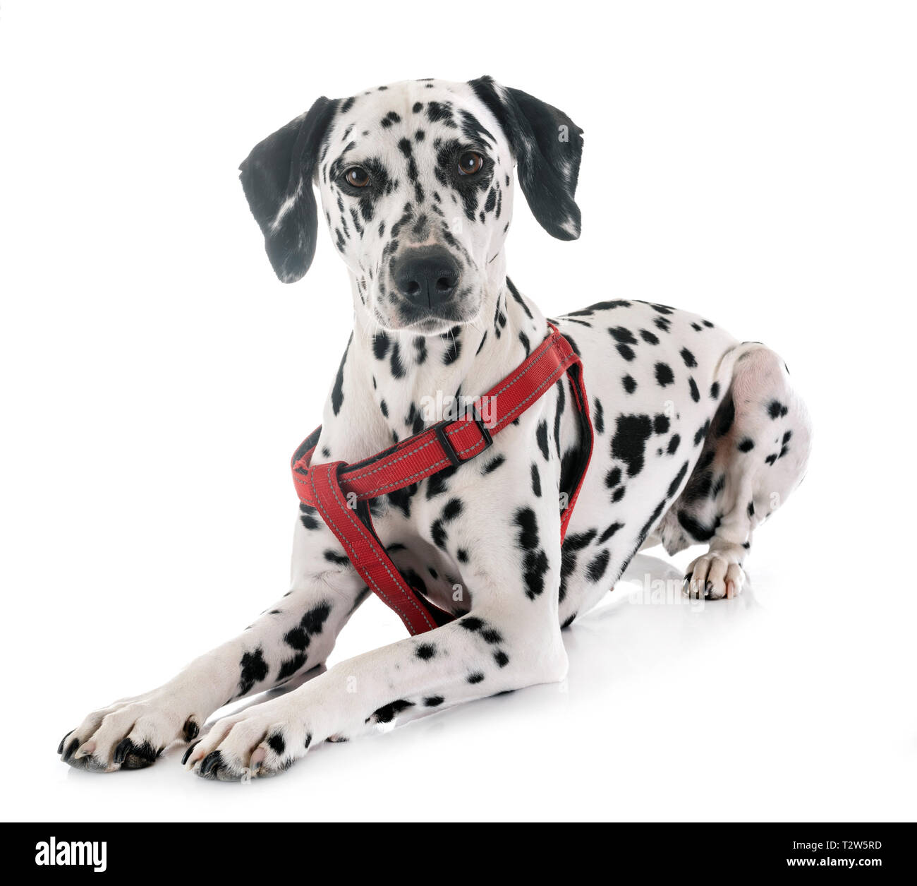 dalmatian dog in front of white background Stock Photo - Alamy